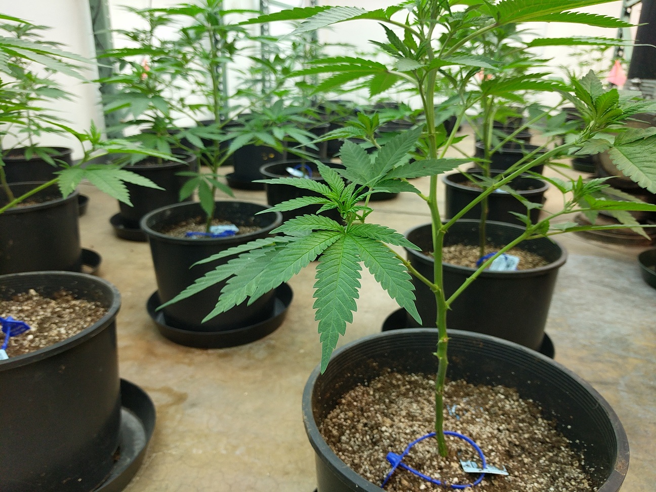 Flowering in cannabis plants - My Healthy Prosperity: Find your path to ...